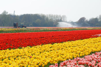 The Biggest Growers Of Tulips Today? – Amsterdam Tulip Museum