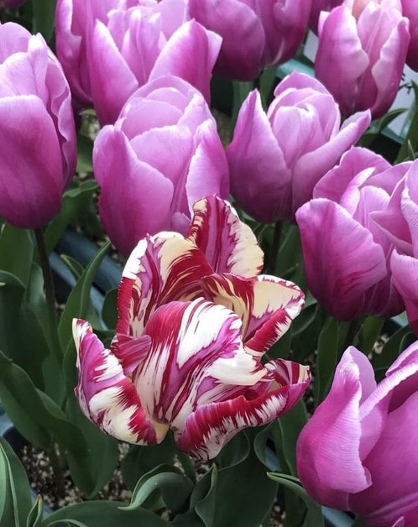 Broken Tulips: The Beautiful Curse | Amsterdam Tulip Museum Blog