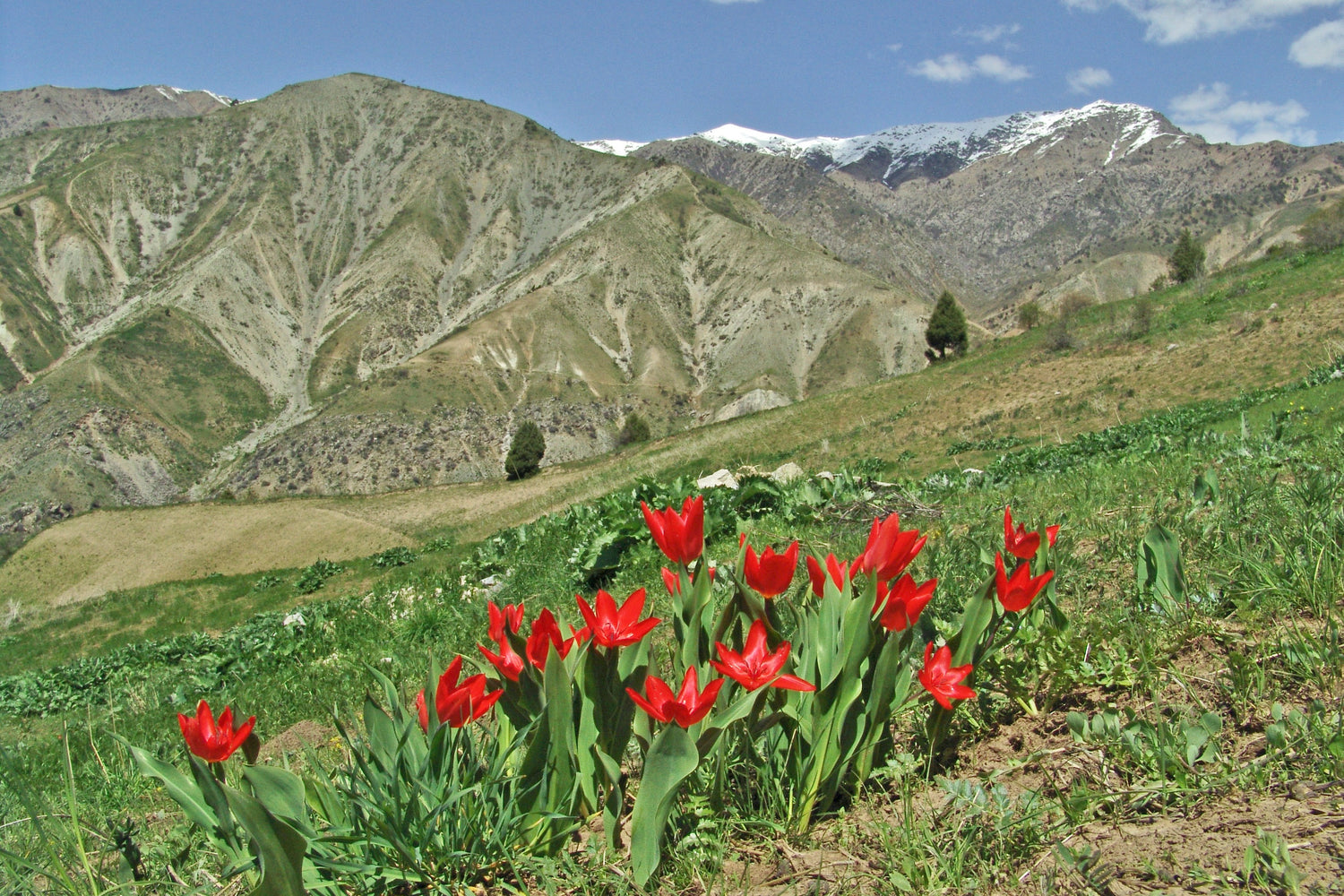 Seeds and Offshots! How Tulips Reproduce – Amsterdam Tulip Museum