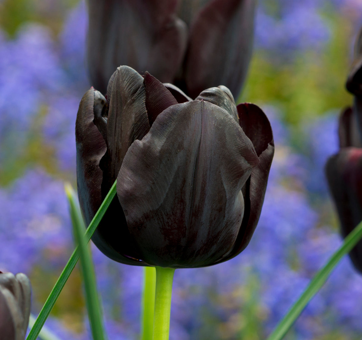 The Black Tulip