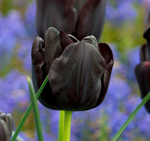The Black Tulip