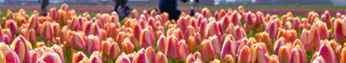 How Tulips Reproduce