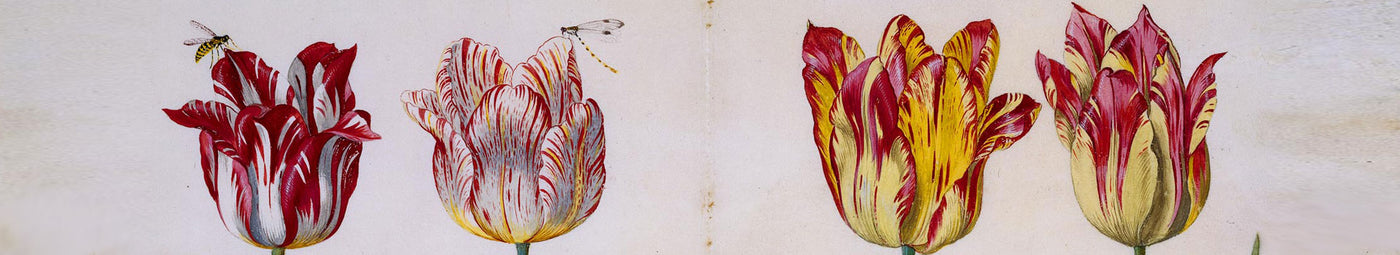 The Botanical Mystery that Fueled Tulipmania