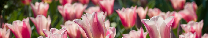 The Tulip Lifecycle