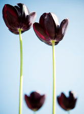 The Black Tulip – Amsterdam Tulip Museum